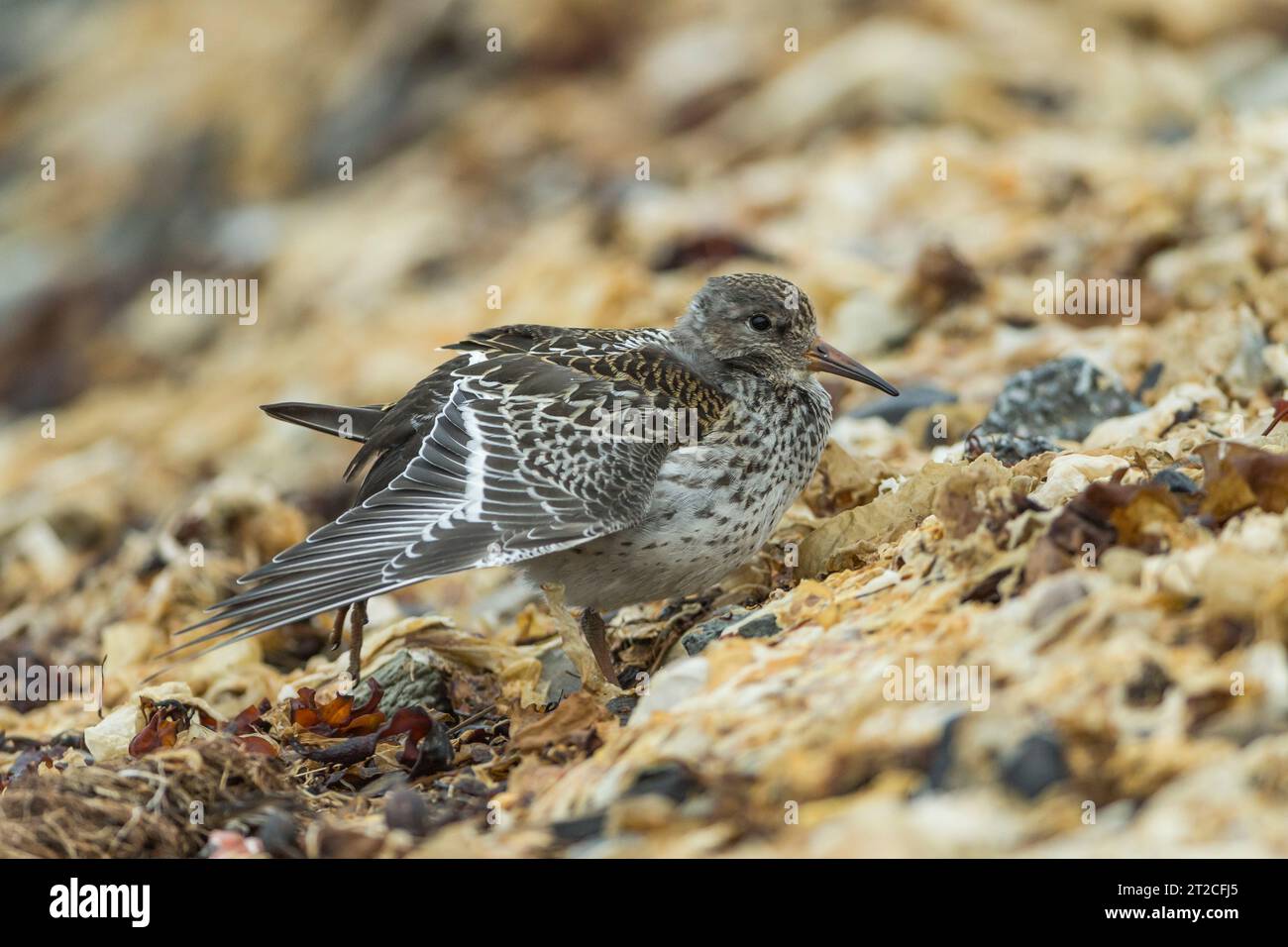Purple sandpiper Calidris purpurea, juvenile wing-stretching on shingle ...