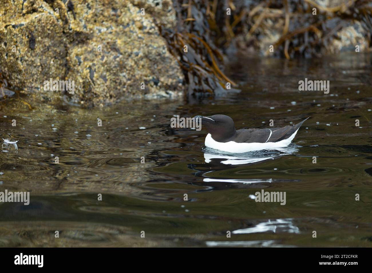 Razorbill Alca torda, adult swimming, Farne Islands, Northumberland, UK ...