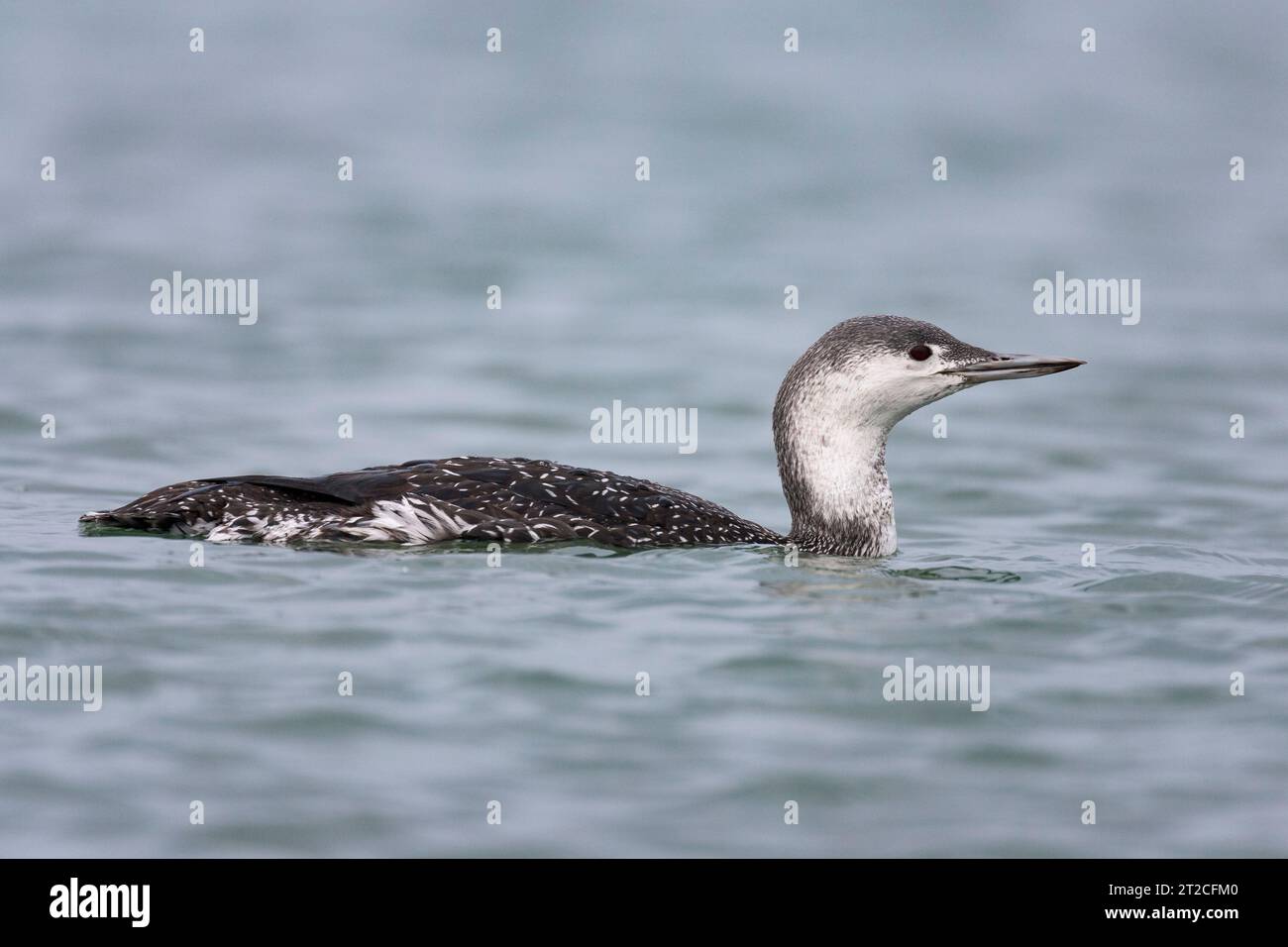 Red-throated diver Gavia stellata, winter adult swimming, Cemlyn Bay ...