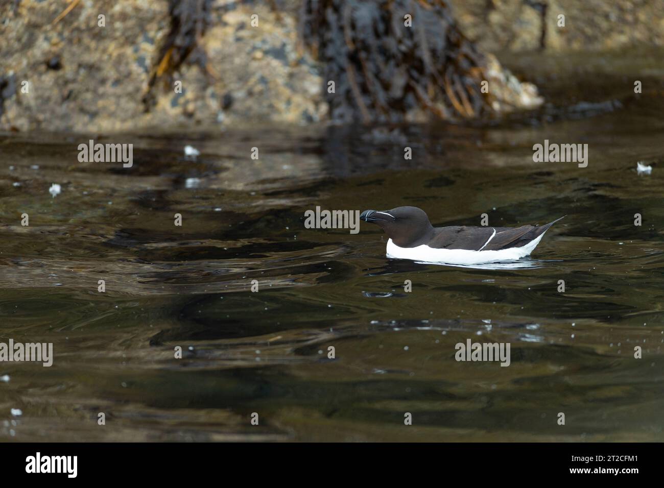 Razorbill Alca torda, adult swimming, Farne Islands, Northumberland, UK ...