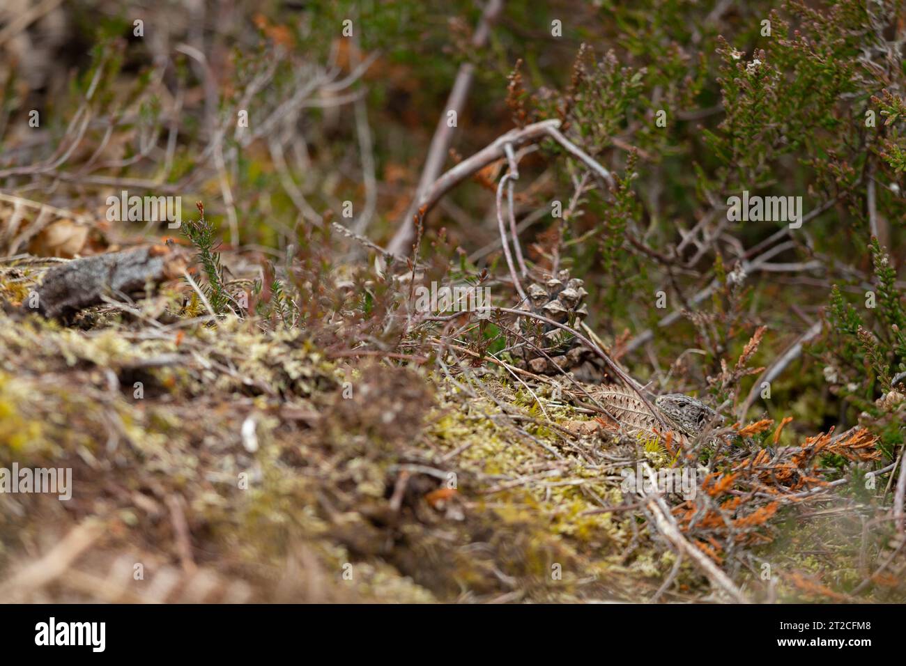 Sand lizard Lacerta agilis, adult female skulking in heathland, Arne ...