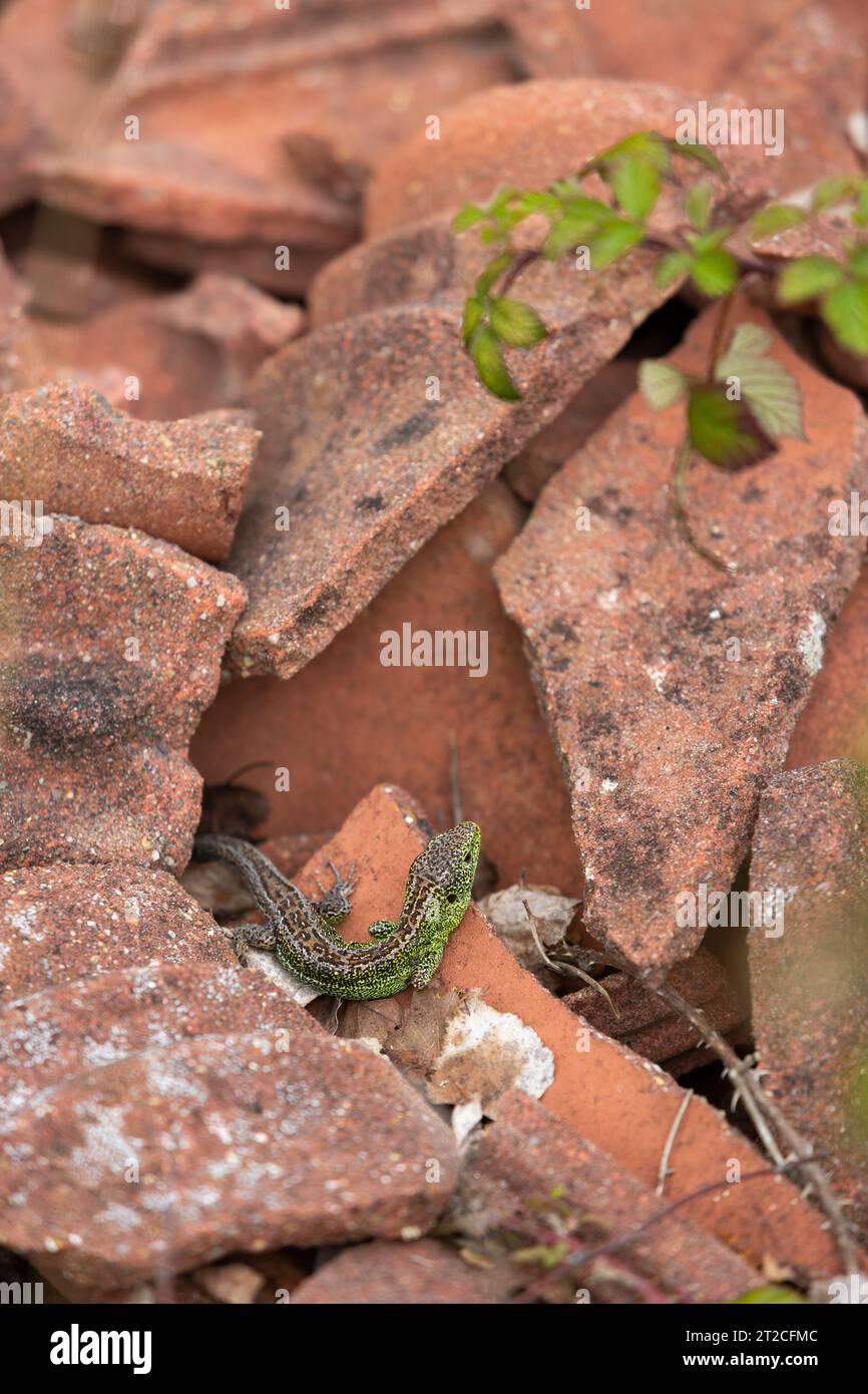 Sand lizard lacerta agilis on sand uk hi-res stock photography and ...