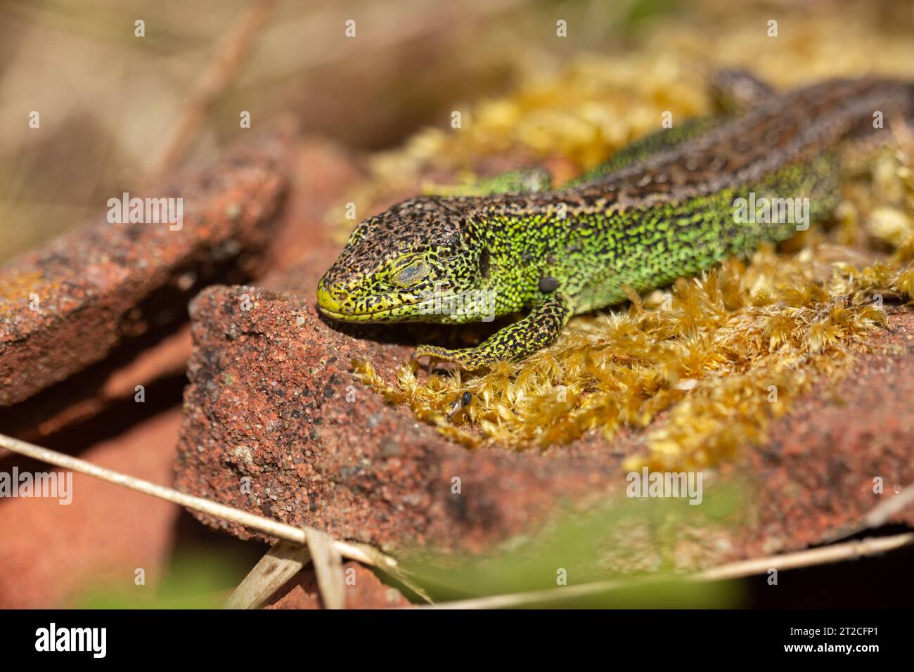 Sand lizard Lacerta agilis, adult male basking with eye lids closed ...