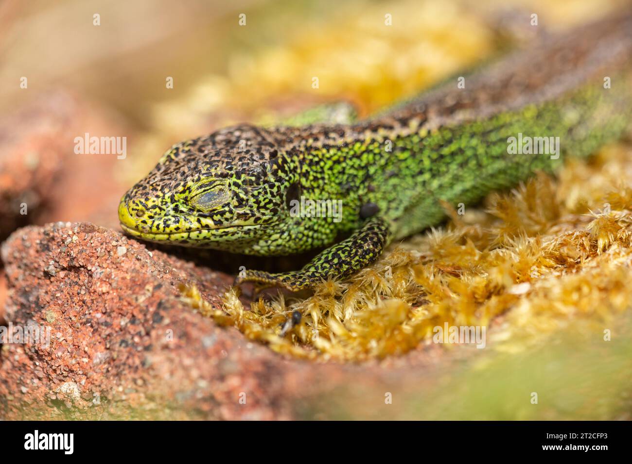 Sand lizard Lacerta agilis, adult male basking with eye lids closed ...