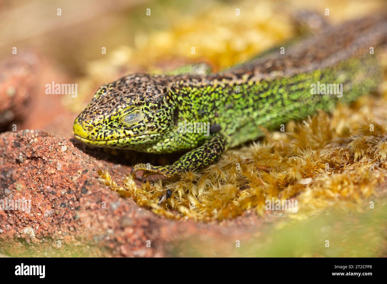 Sand lizard Lacerta agilis, adult male basking with eye lids closed ...