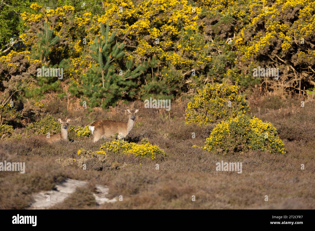 Sika deer Cervus nippon, females amongst heathland habitat, Studland ...