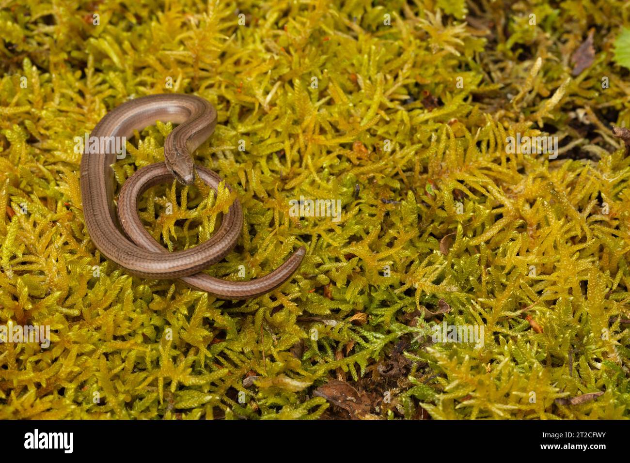 Slow worm Anguis fragilis, adult on moss, Dorset, England, UK, May ...