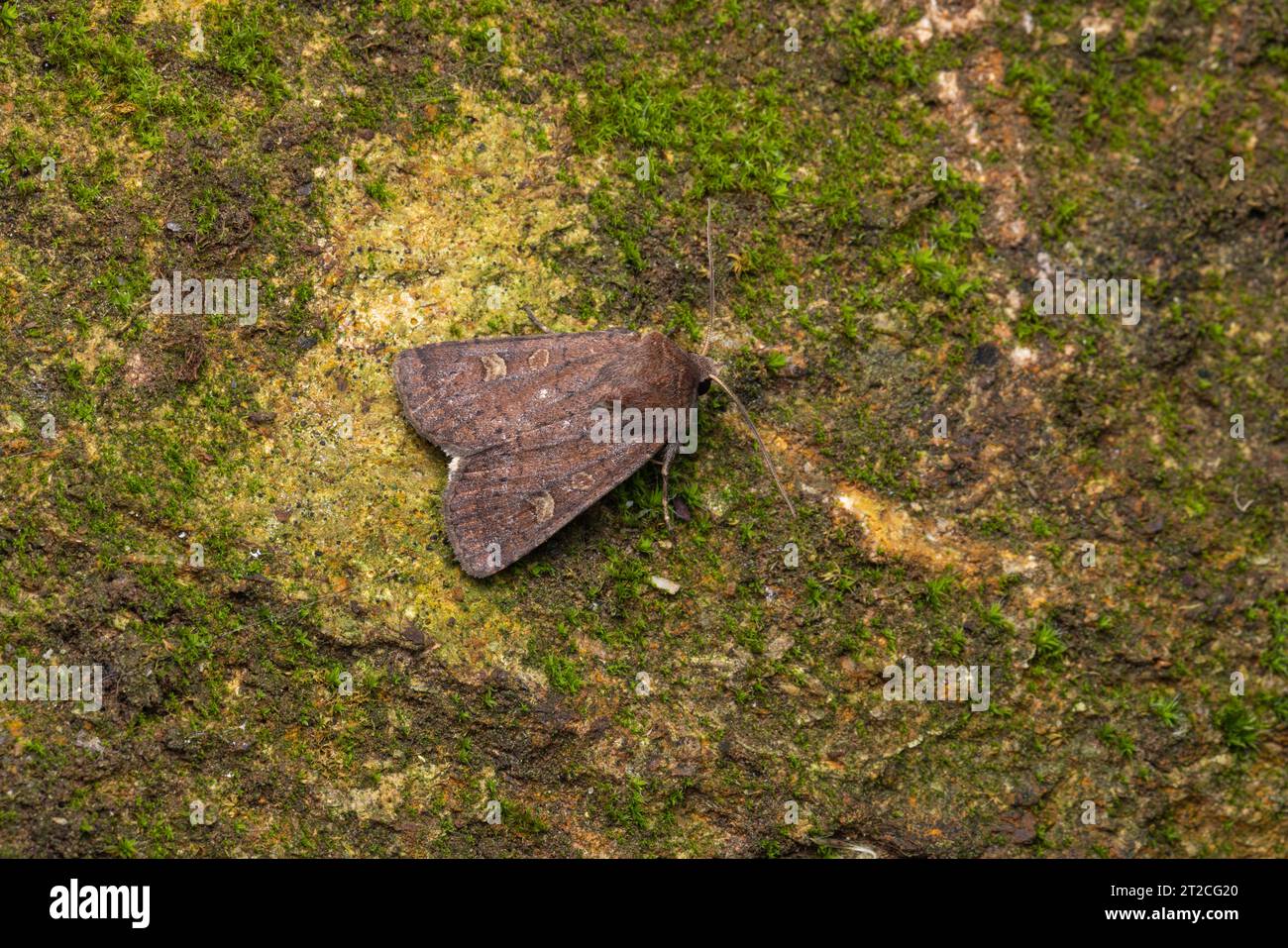 Square-spot rustic Xestia xanthographa, imago resting, Weston-Super ...