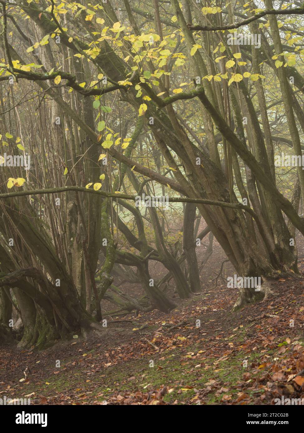 Mixed woodland in full Autumn colour at Aldon, Onibury, Craven Arms ...