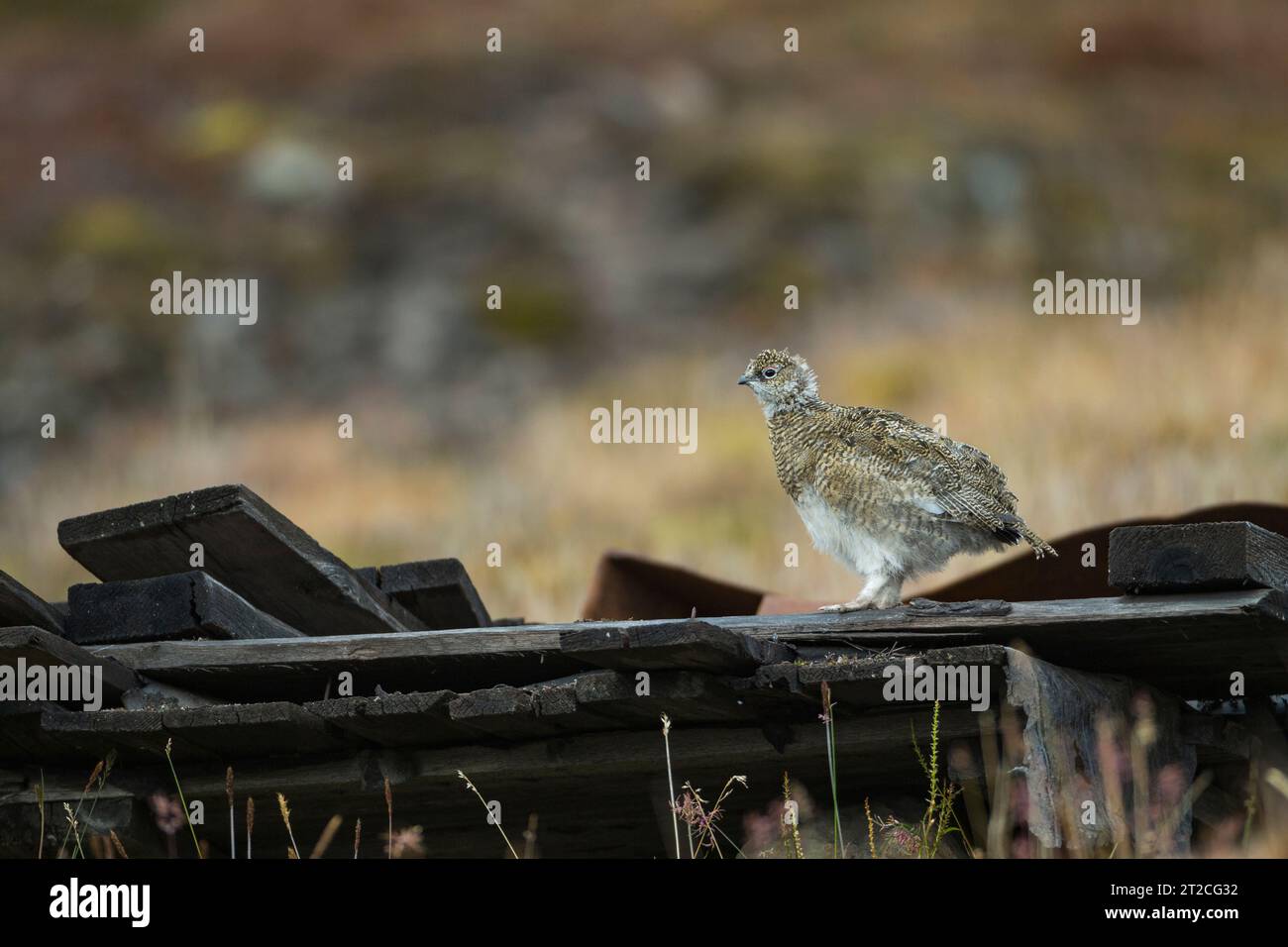 Svalbard rock ptarmigan Lagopus muta hyperborea, chick standing on ...