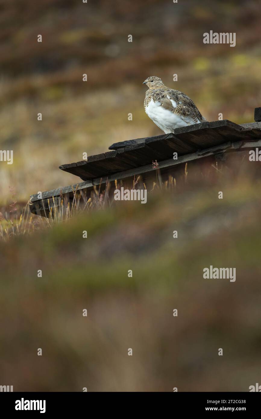 Svalbard rock ptarmigan Lagopus muta hyperborea, chick standing on ...