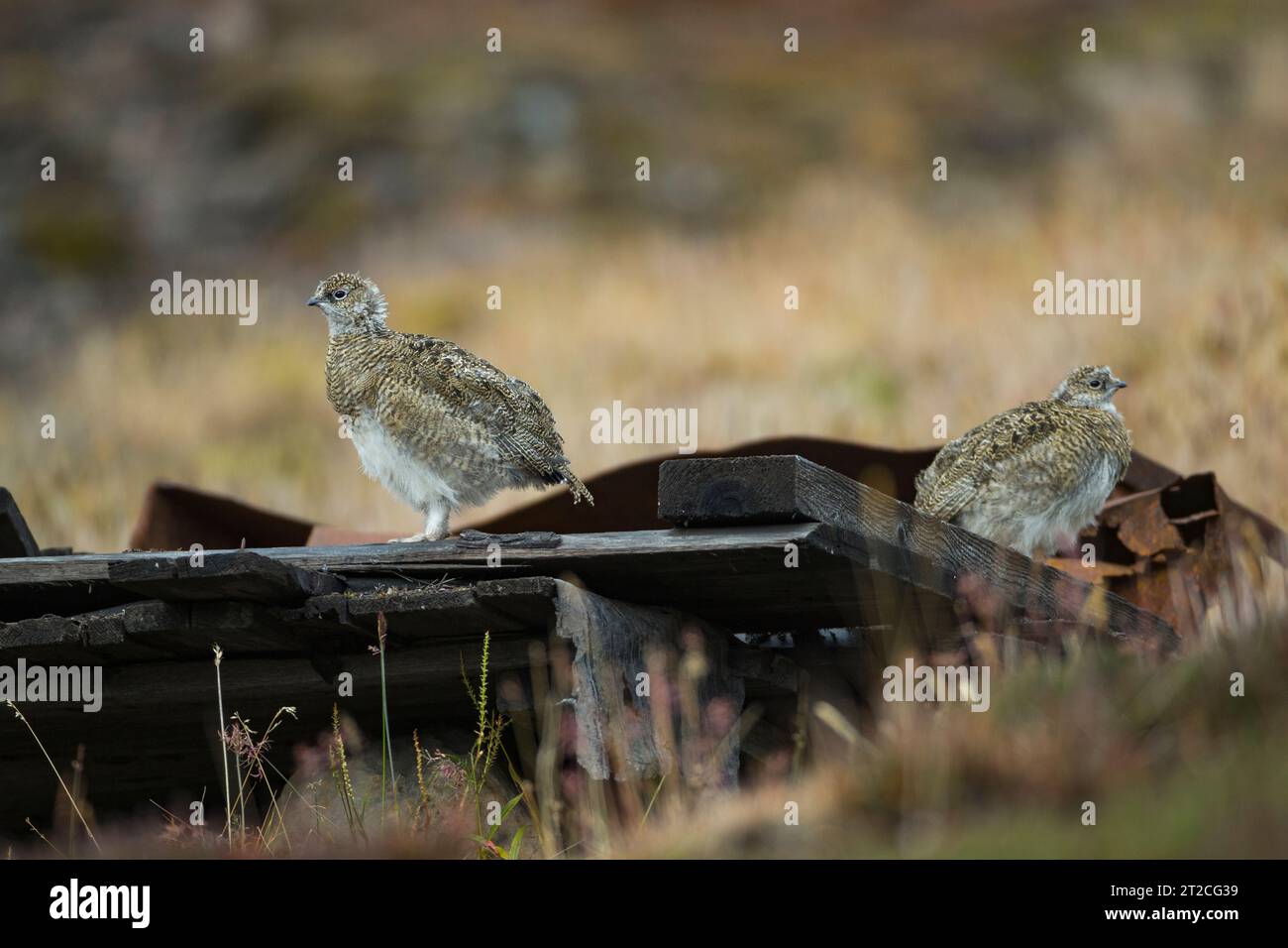 Svalbard rock ptarmigan Lagopus muta hyperborea, chicks standing on ...