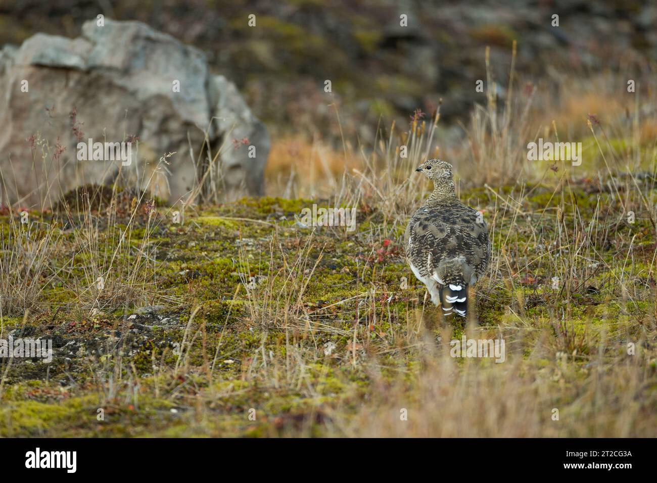 Svalbard rock ptarmigan Lagopus muta hyperborea, adult on tundra ...
