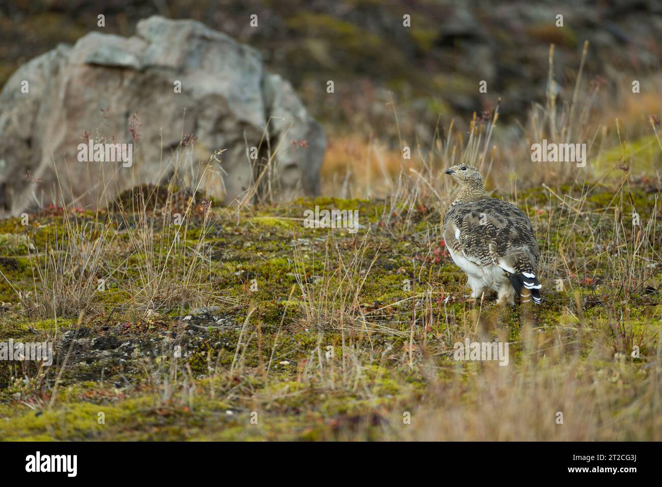 Svalbard rock ptarmigan Lagopus muta hyperborea, adult on tundra ...