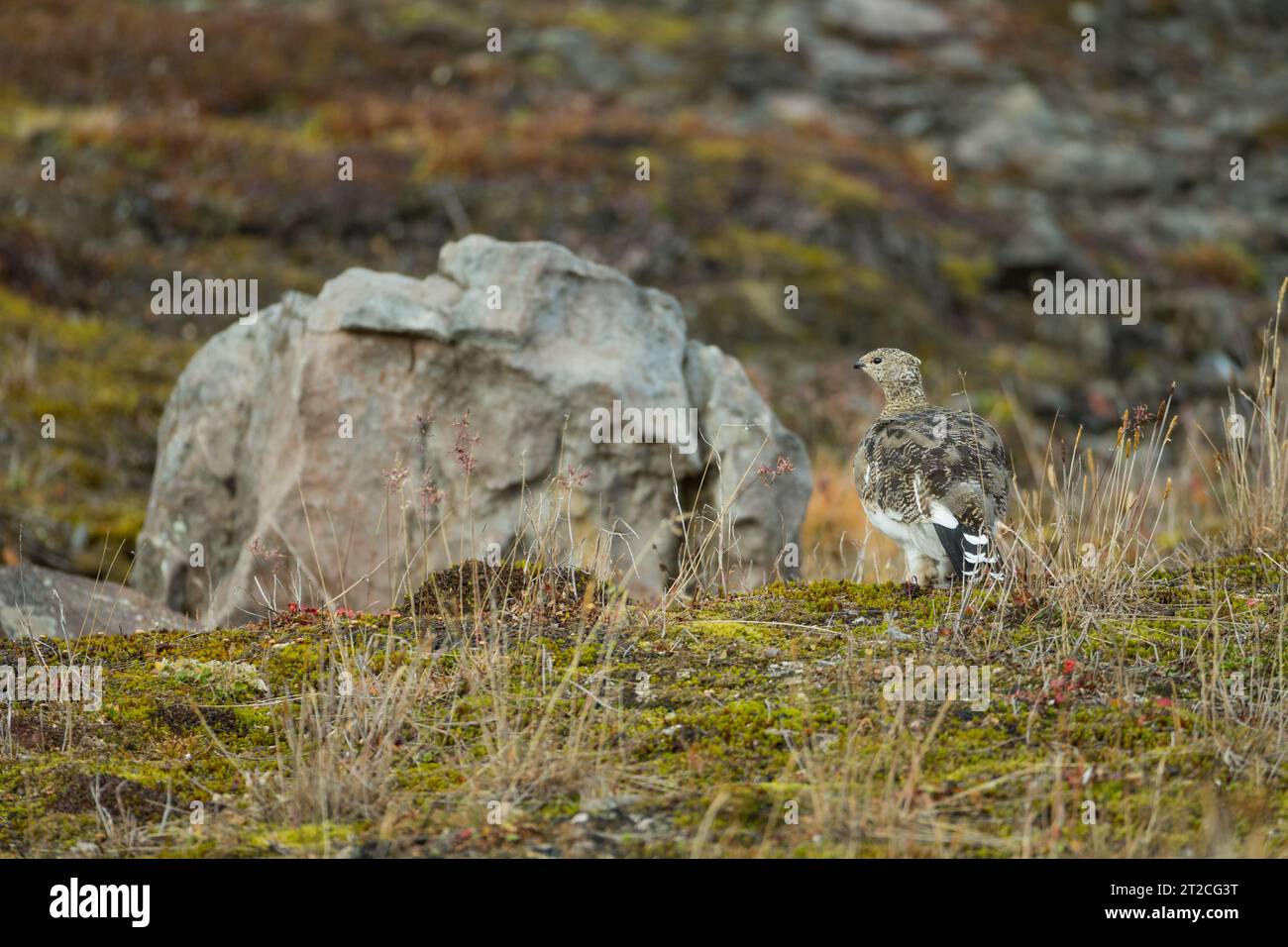Svalbard rock ptarmigan Lagopus muta hyperborea, adult on tundra ...