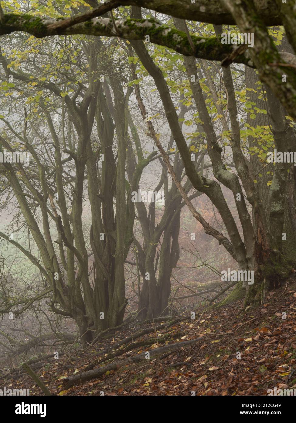 Mixed woodland in full Autumn colour at Aldon, Onibury, Craven Arms ...