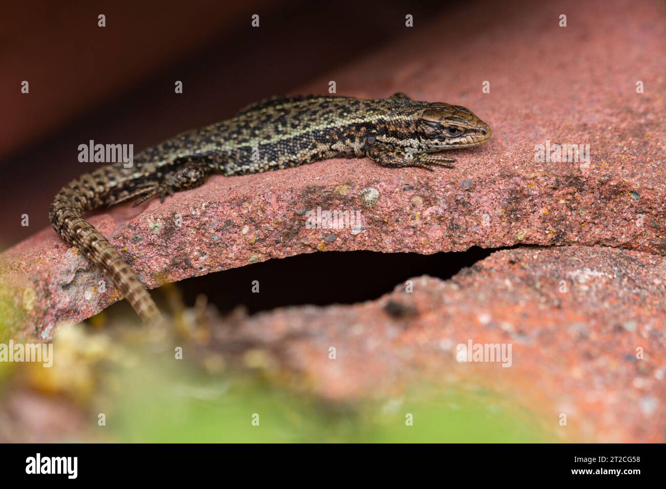 Common lizard male zootoca vivipara hi-res stock photography and images ...