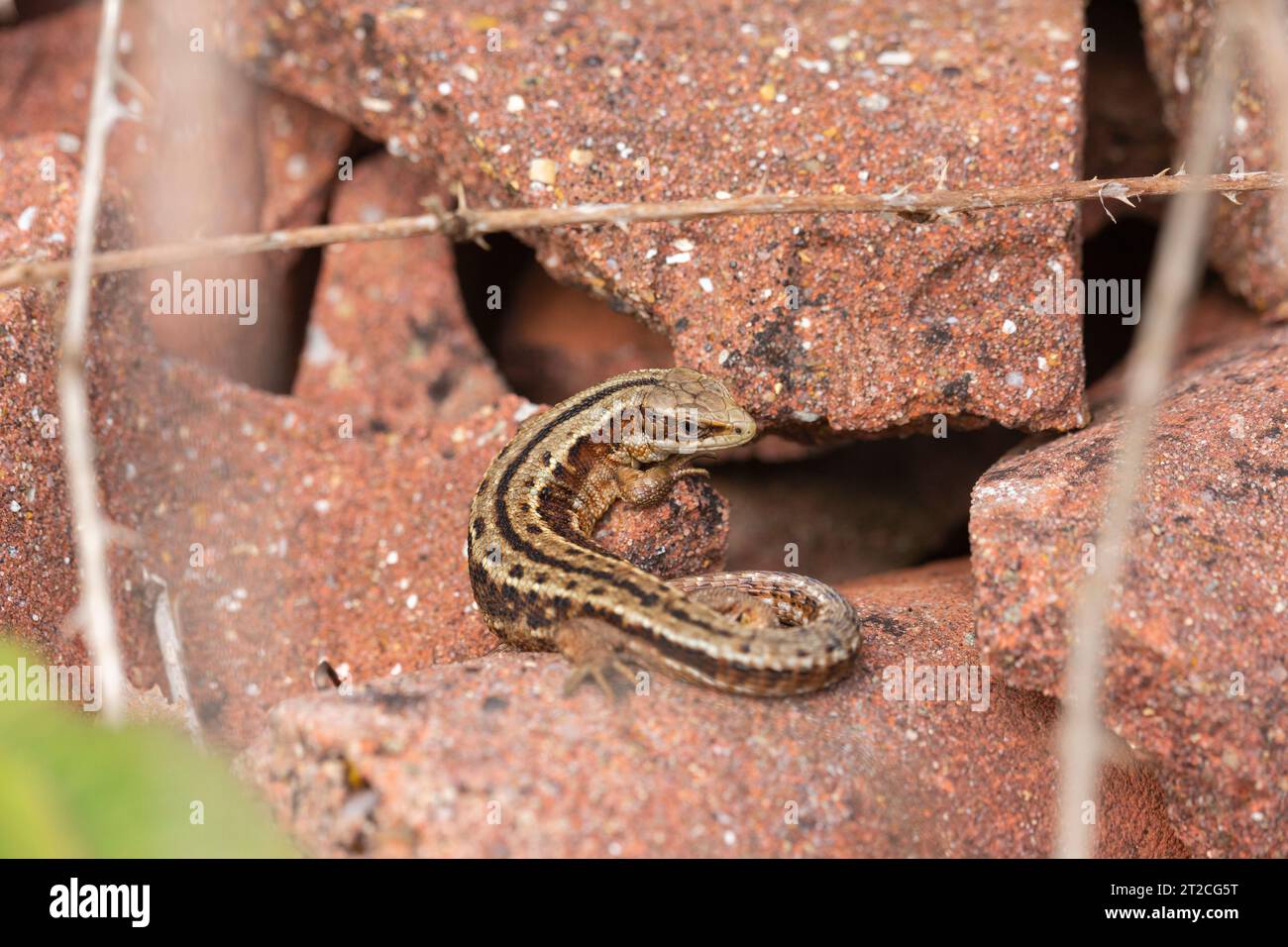 Common lizard male zootoca vivipara hi-res stock photography and images ...