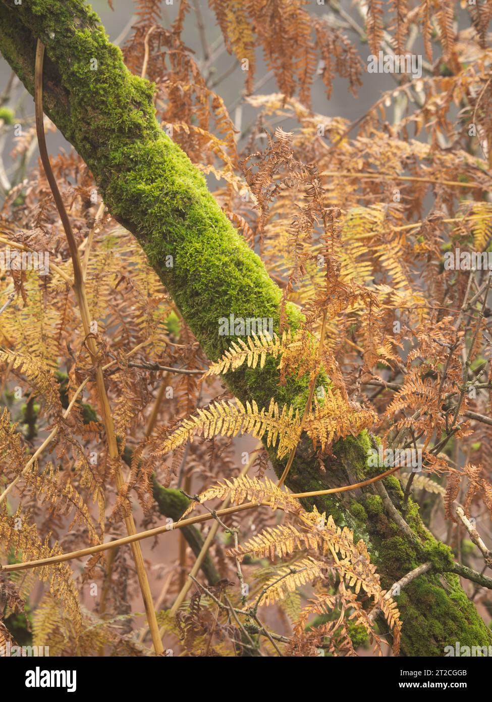 Mixed woodland in full Autumn colour at Aldon, Onibury, Craven Arms ...