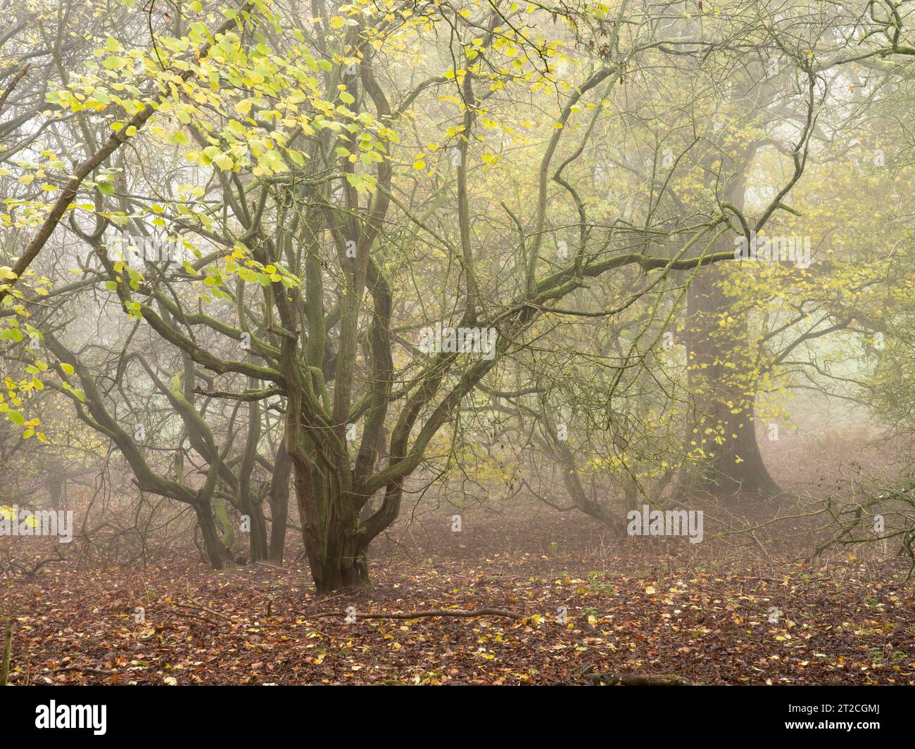 Mixed woodland in full Autumn colour at Aldon, Onibury, Craven Arms ...