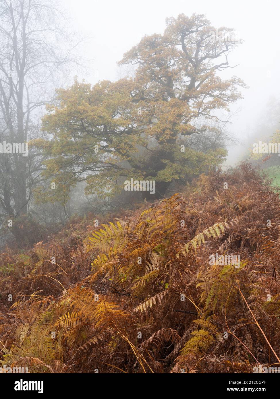 Mixed woodland in full Autumn colour at Aldon, Onibury, Craven Arms ...