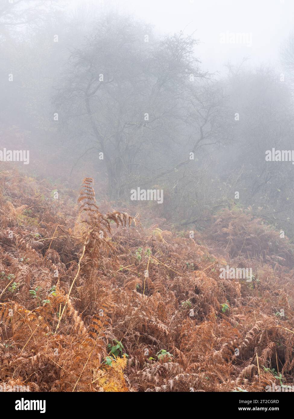 Mixed woodland in full Autumn colour at Aldon, Onibury, Craven Arms ...