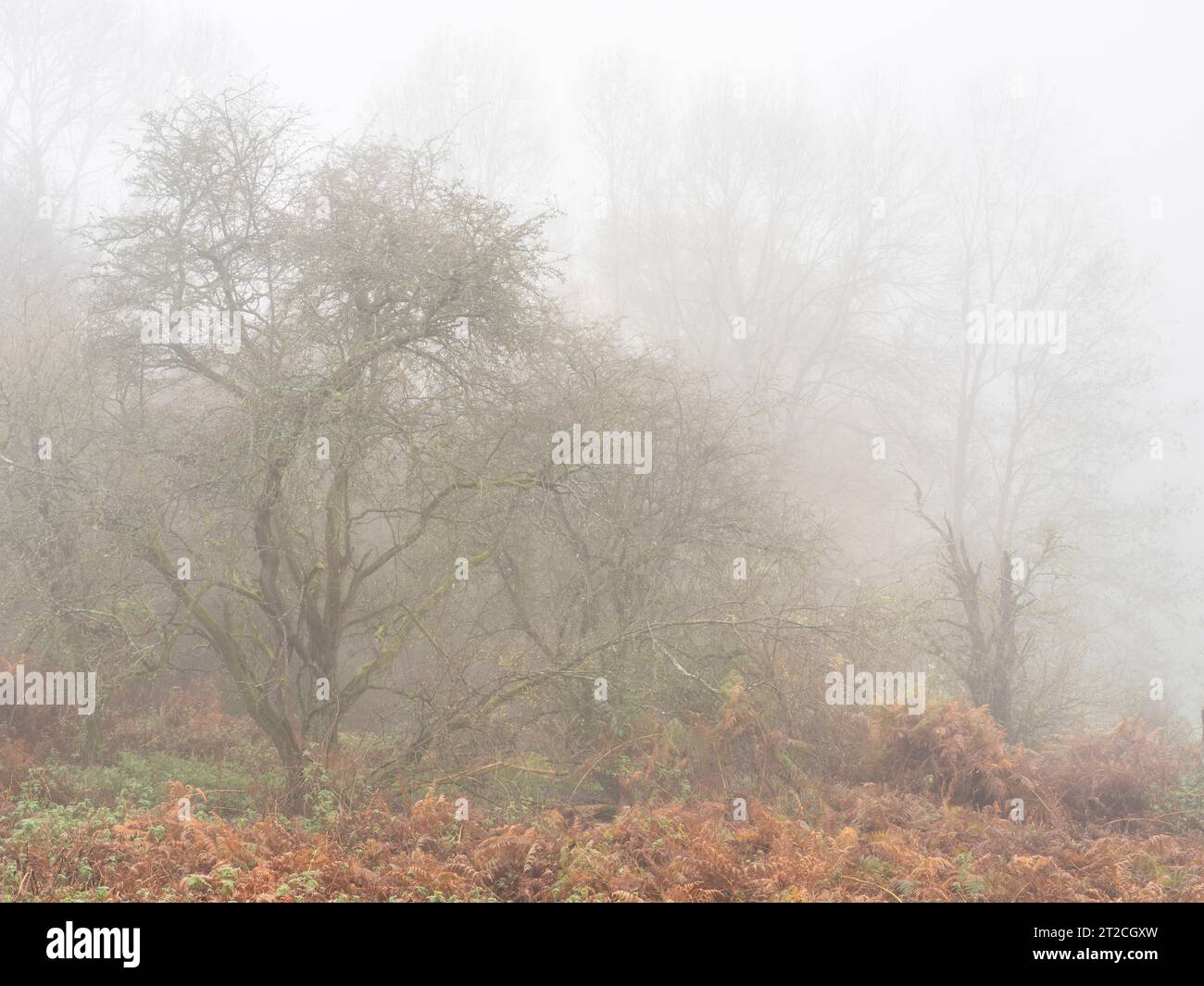 Mixed woodland in full Autumn colour at Aldon, Onibury, Craven Arms ...