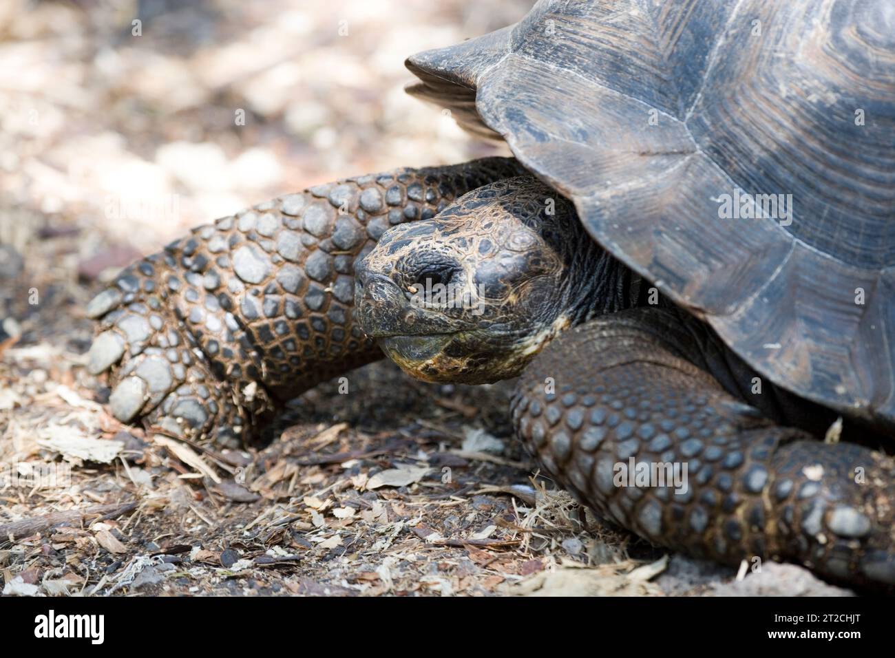 Dome shaped Giant Tortoise ( Geochelone elephantopus ) on Santa Cruz ...
