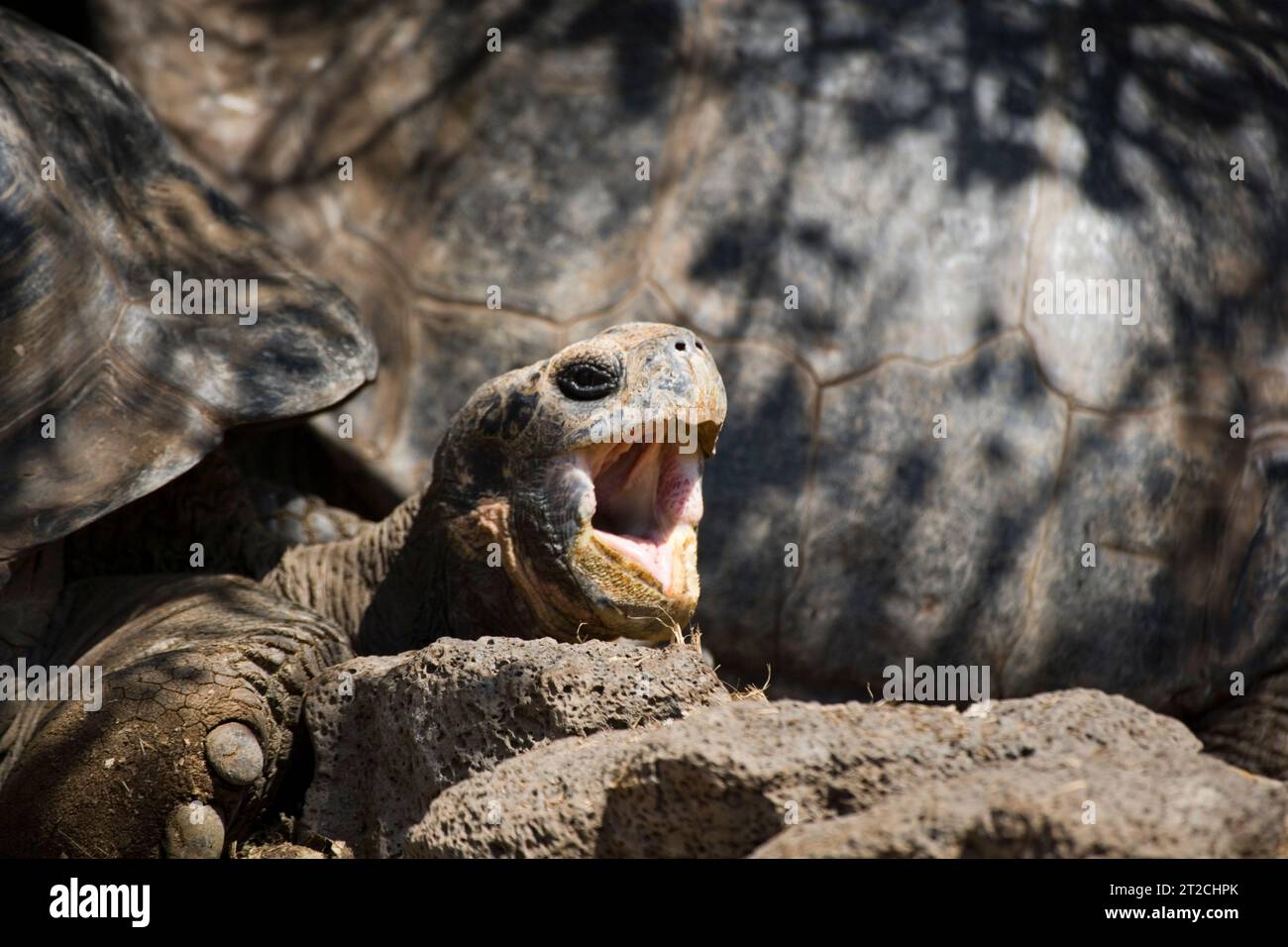 Dome shaped Giant Tortoise ( Geochelone elephantopus ) on Santa Cruz ...
