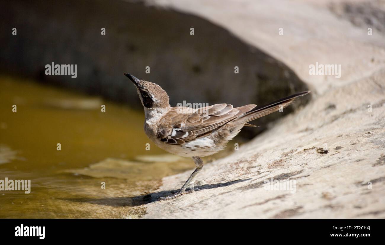 The Galápagos mockingbird (Mimus parvulus) is a species of bird in the ...