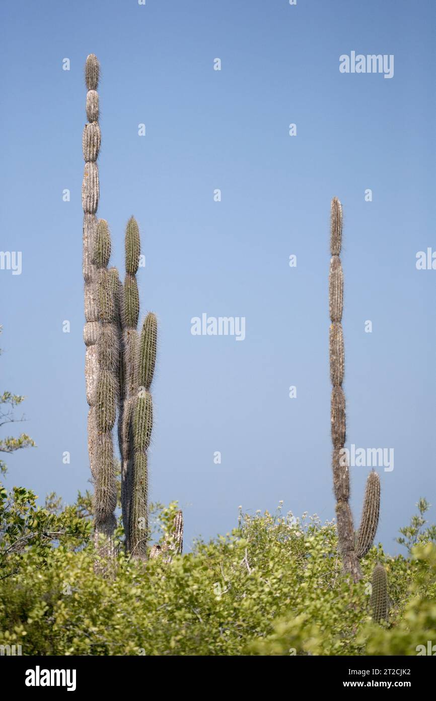 Jasminocereus cacti near the Darwin Research Station Santa Cruz Island ...