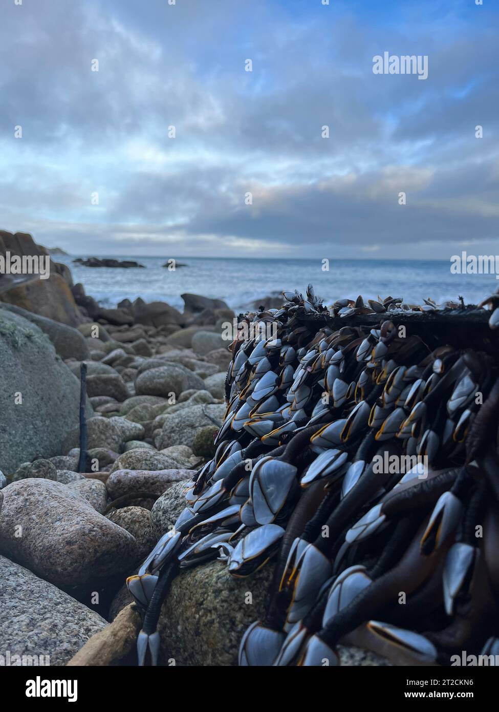 Pink barnacles hi-res stock photography and images - Alamy