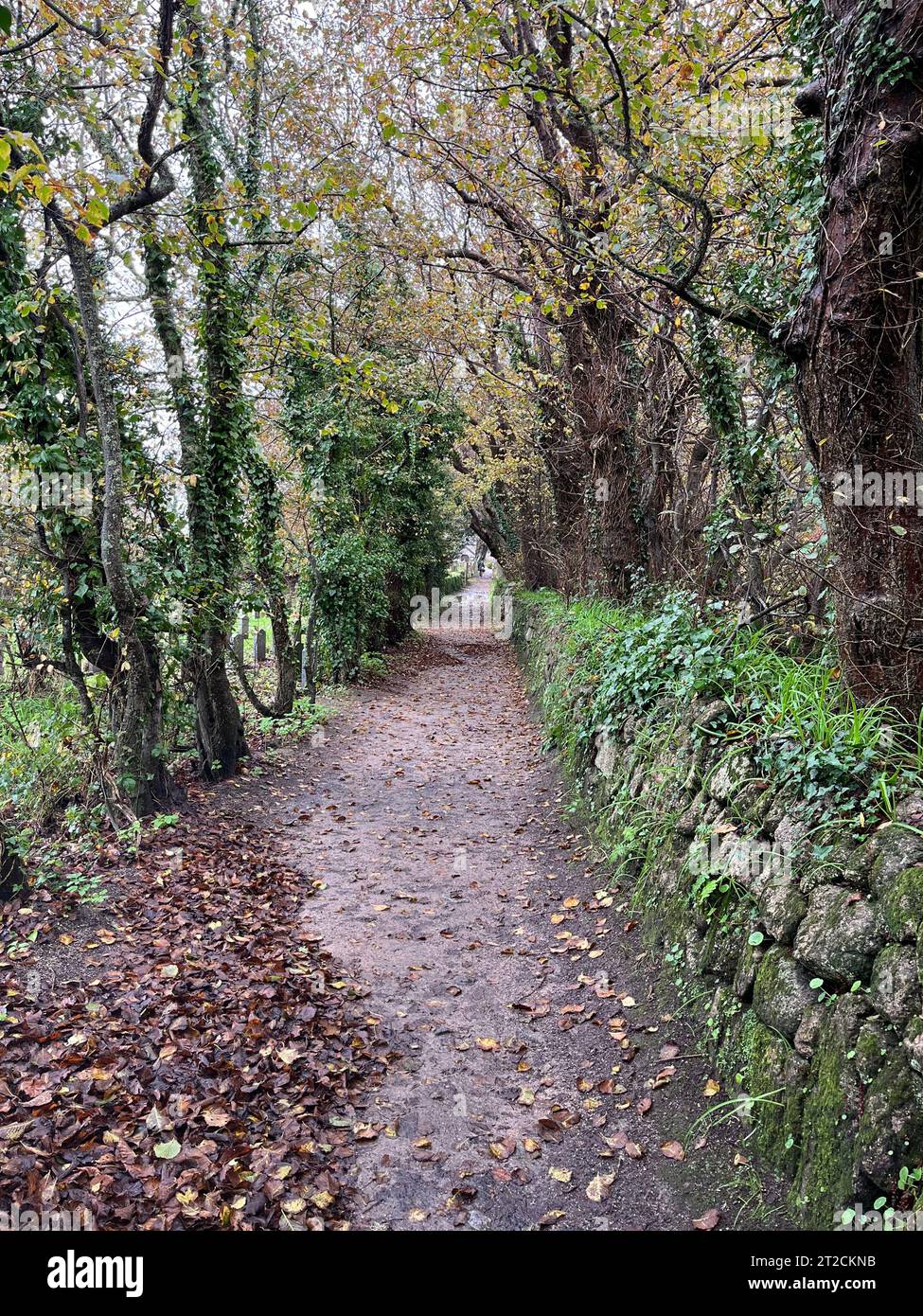 Pathway through trees Stock Photo - Alamy