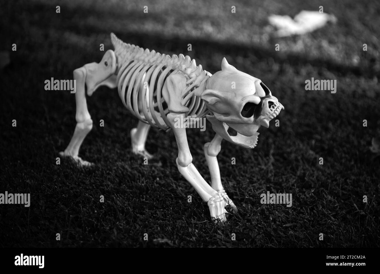 Helloween decoration Black and White Stock Photos & Images - Alamy