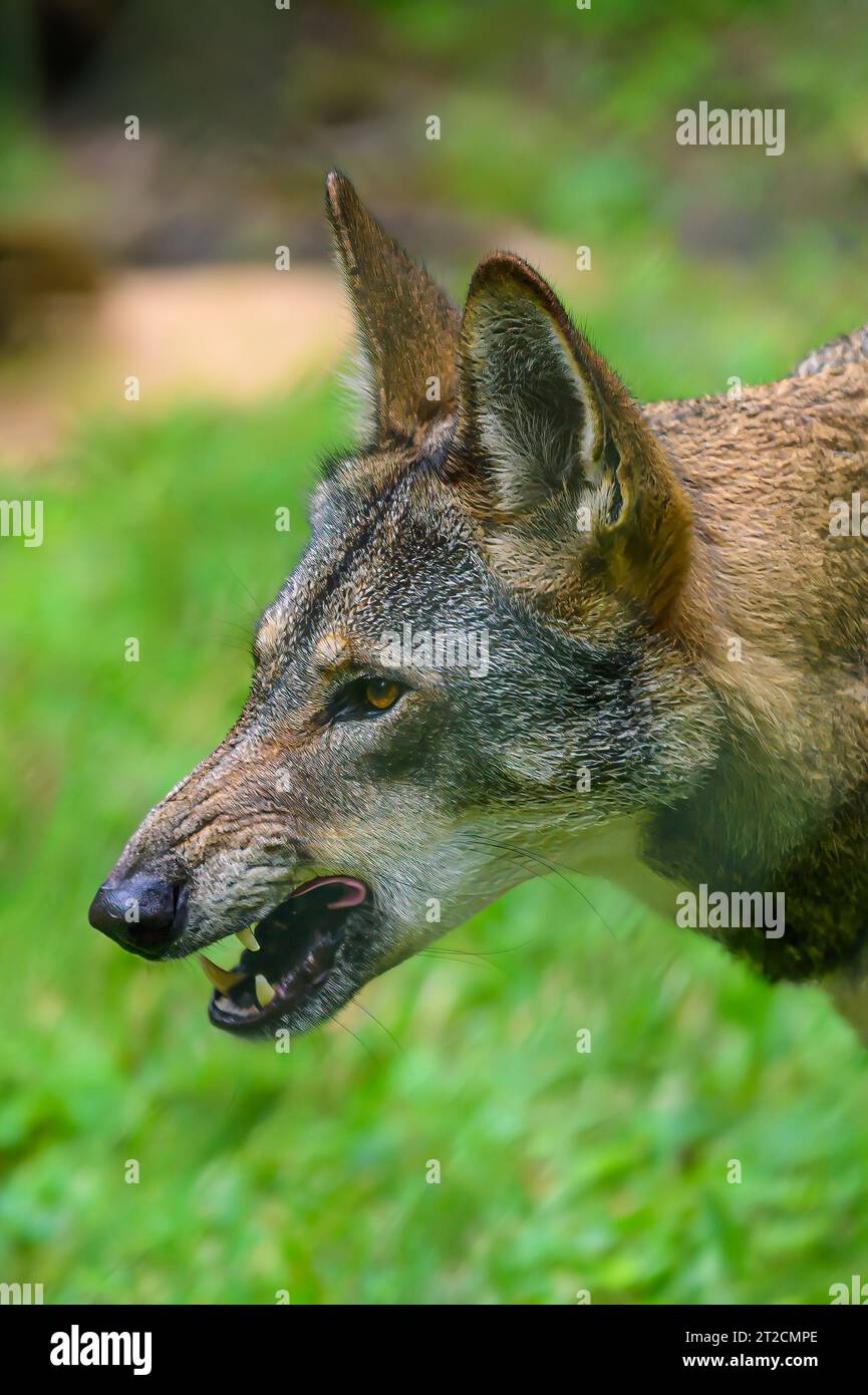 red wolf showing teeth and growling Stock Photo - Alamy