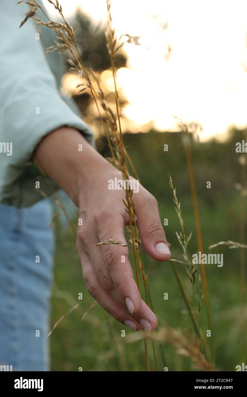 Woman walking through meadow and touching reed grass outdoors, closeup ...