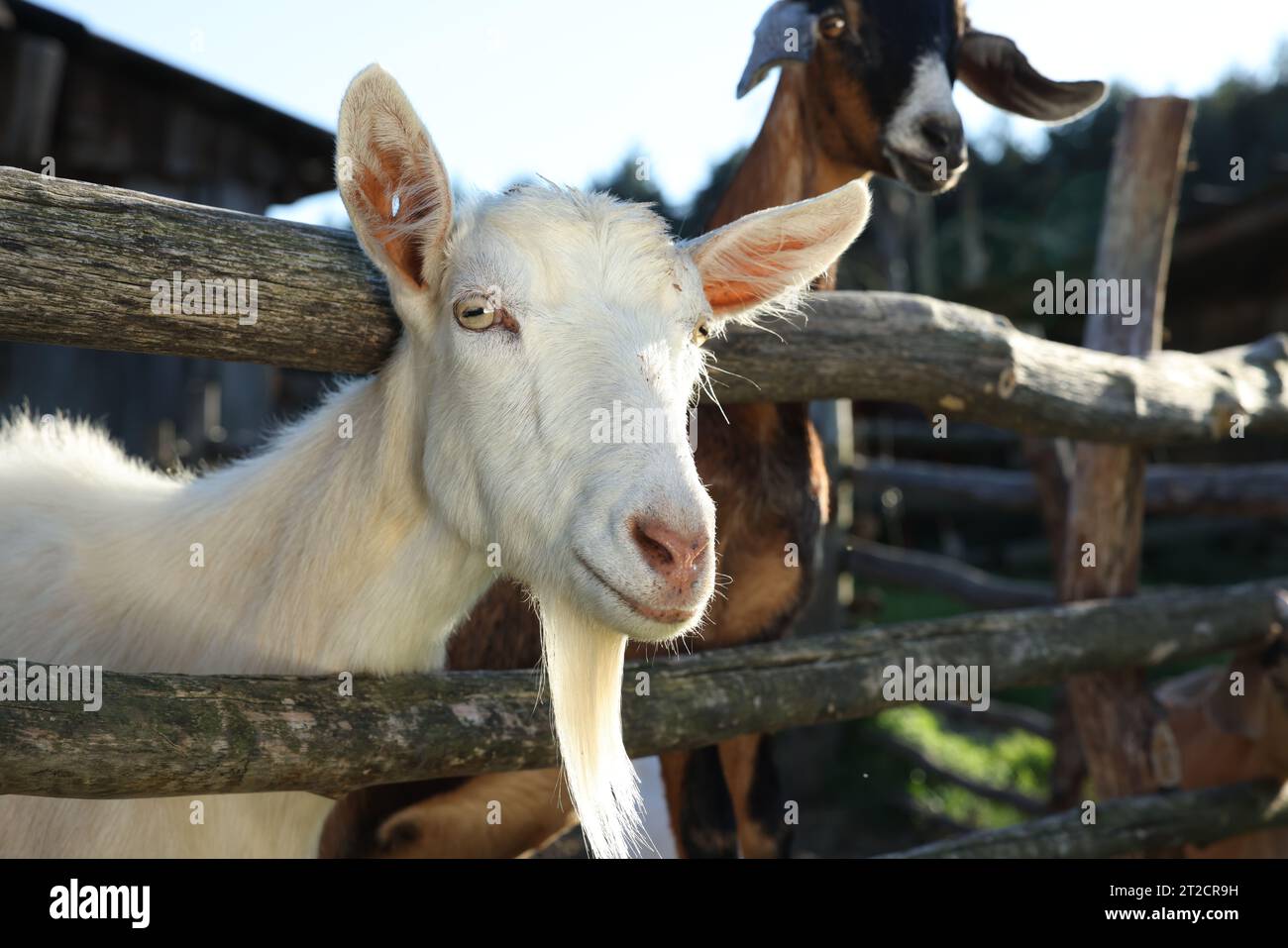 Cute goats inside of paddock at farm Stock Photo - Alamy