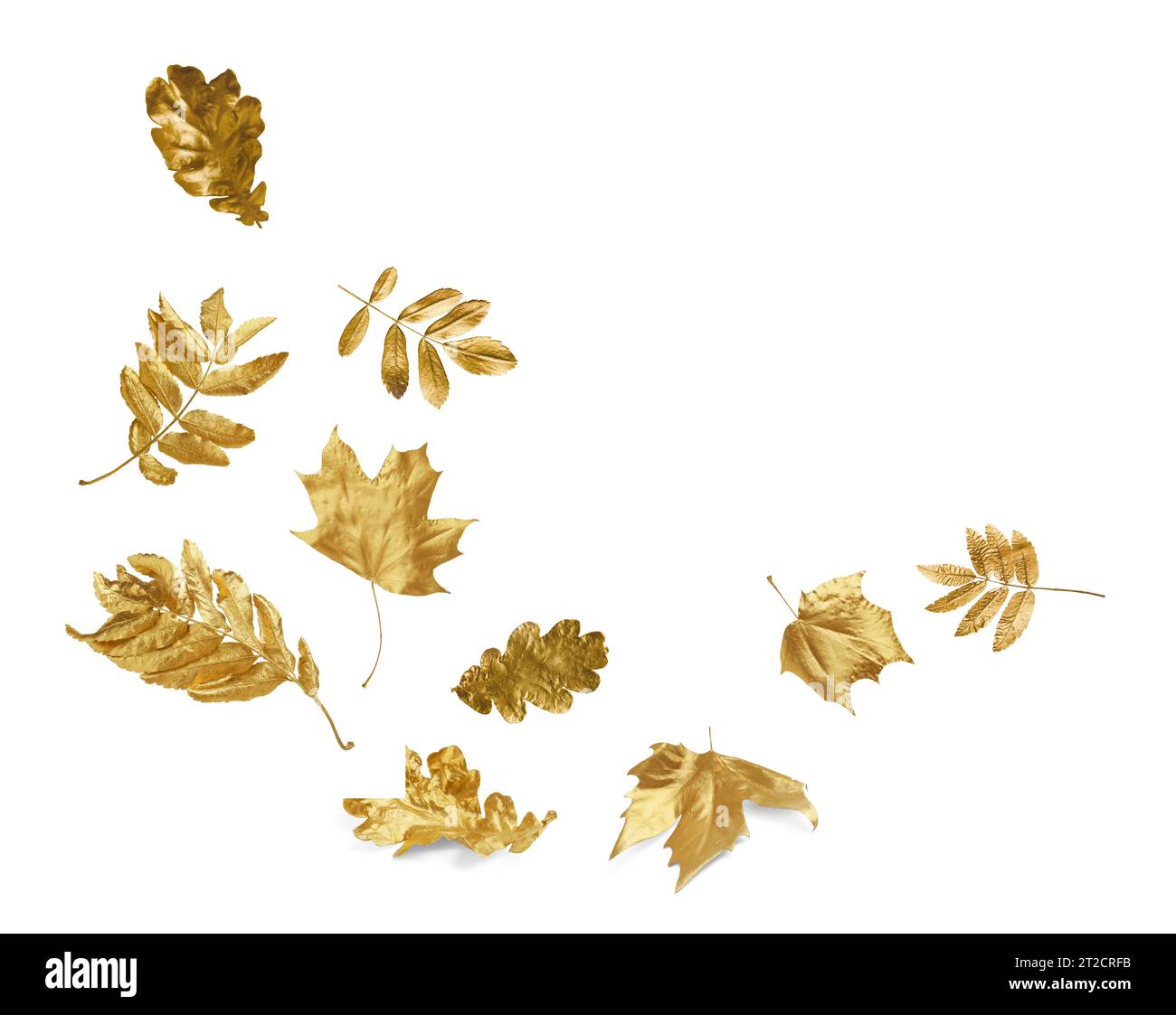 Golden autumn leaves flying on white background Stock Photo - Alamy