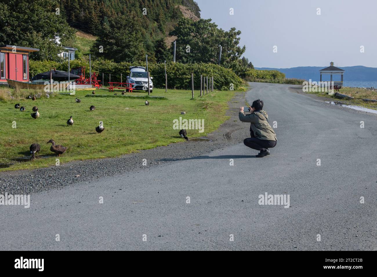 Ducks drinking water at Lance Cove on Bell Island, Newfoundland ...