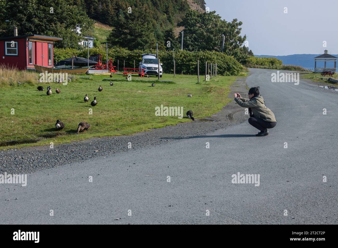 Ducks drinking water at Lance Cove on Bell Island, Newfoundland ...