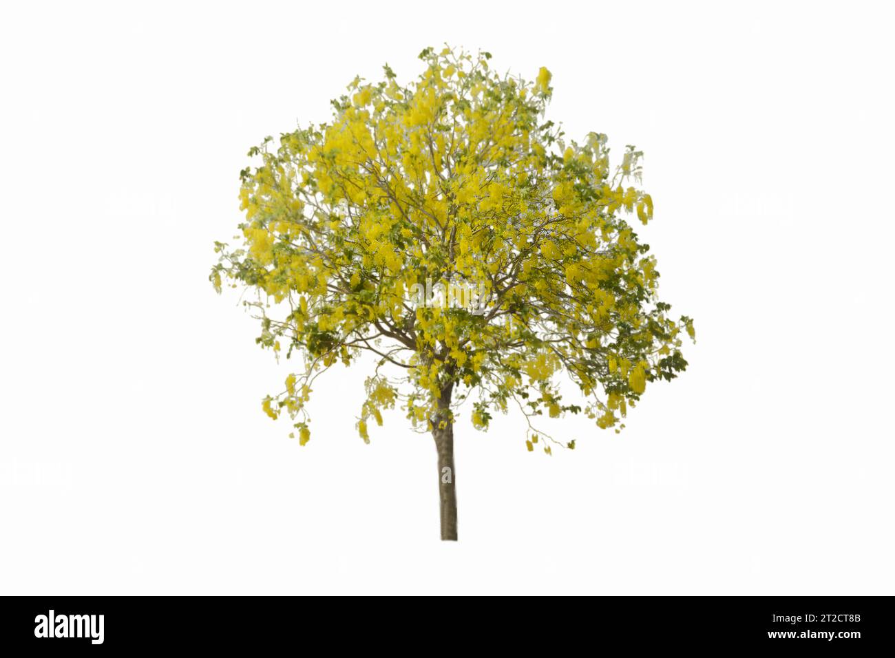 The Golden Shower tree ( Cassia Fistula ) is in full bloom with yellow flowers on a white ...