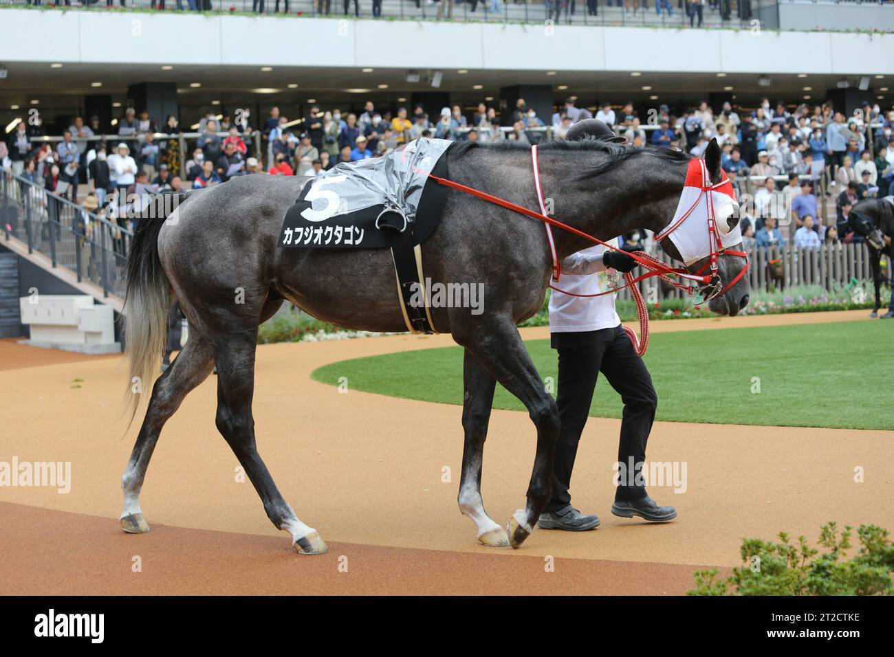 Kyoto, Japan. 14th Oct, 2023. 2023/10/14 KYOTO 11R UZUMASA STAKES Kafuji Octagon Kyoto ...
