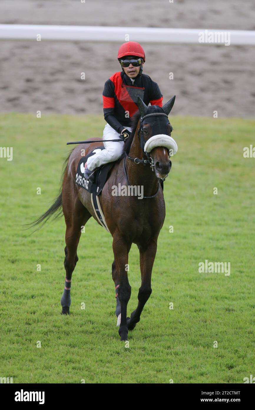 Kyoto, Japan. 14th Oct, 2023. 2023/10/14 KYOTO 11R UZUMASA STAKES ...
