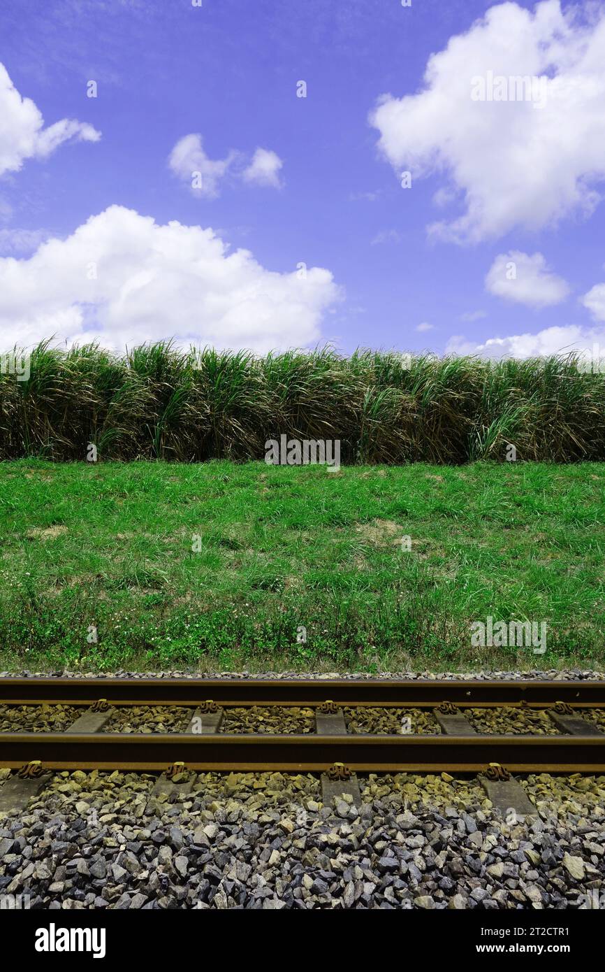 Railway line running past field of sugar cane, Garradunga, near ...