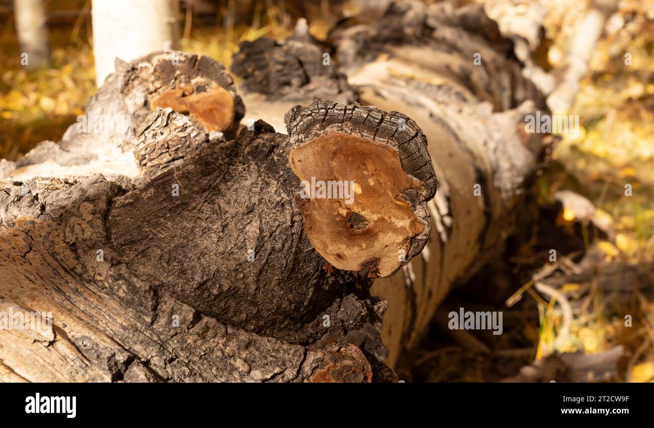 Closeup Inonotus Obliquus Or Chaga, Brown Parasitic Fungus On Trunk ...