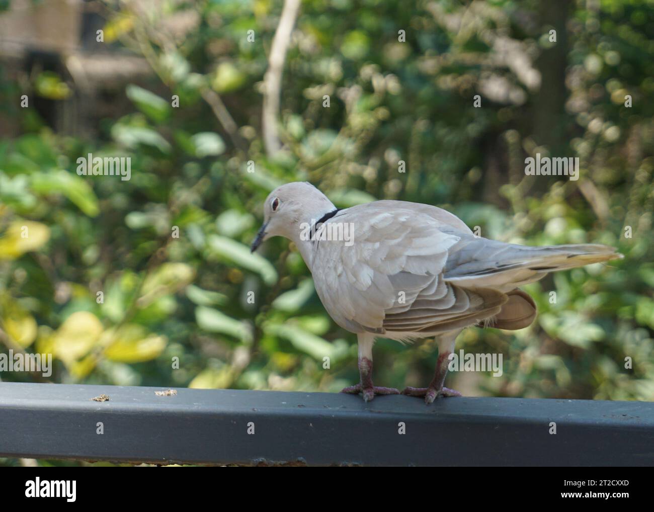 Dove in aviary hi-res stock photography and images - Alamy