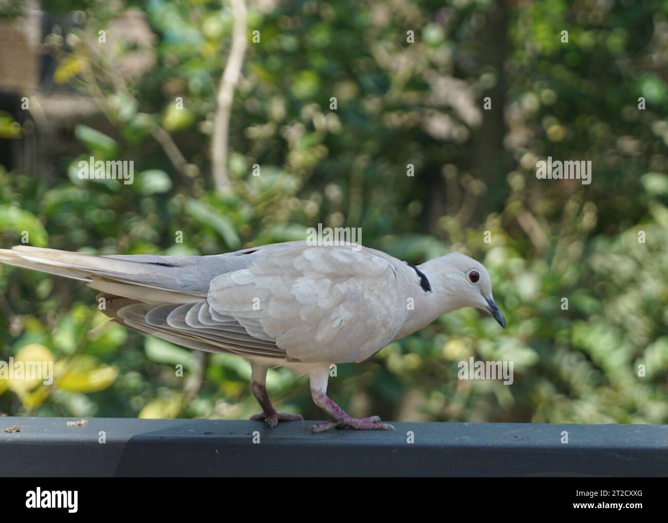 A beautiful striped dove or columbidae standing on a fence in a large ...