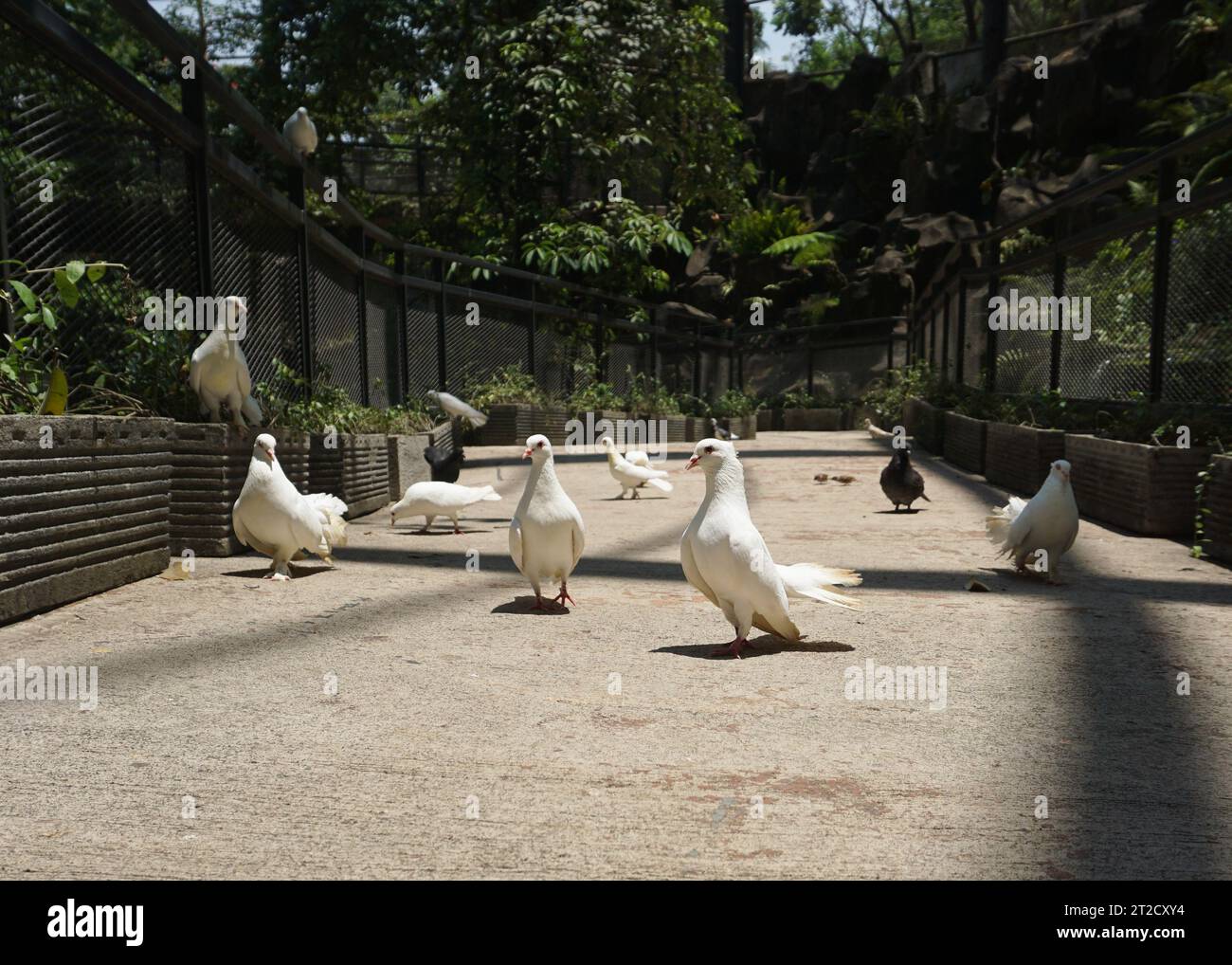 A group of pigeon (columbidae) walking on a pathway in a large ...