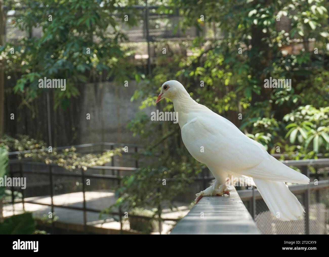 A beautiful white dove or columbidae standing on a fence in a large ...