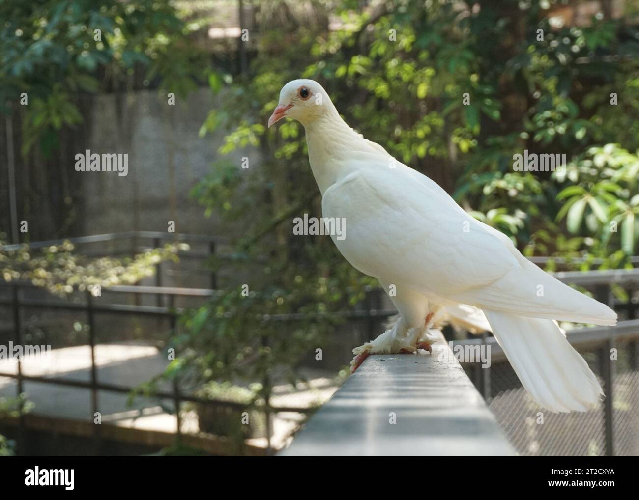 A beautiful white dove or columbidae standing on a fence in a large ...